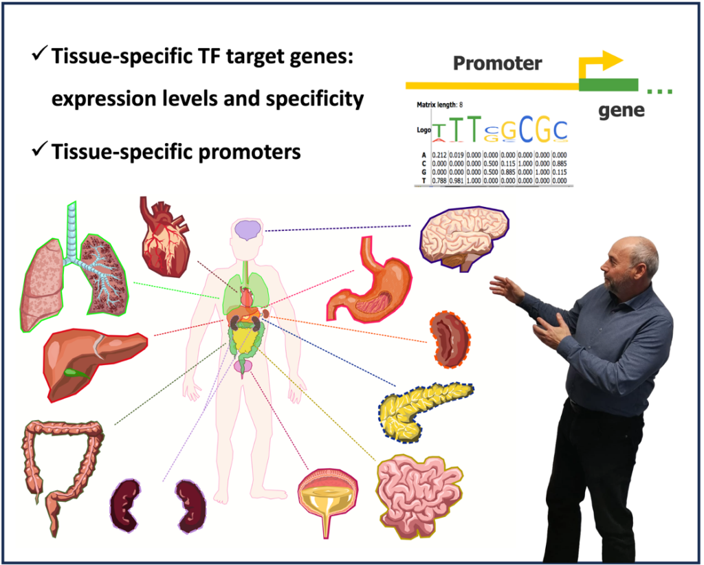 How to Find Tissue-specific TF Target Genes - GeneXplain GmbH