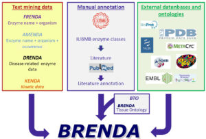 BRENDA: The Ultimate Enzyme Information Repository - GeneXplain GmbH