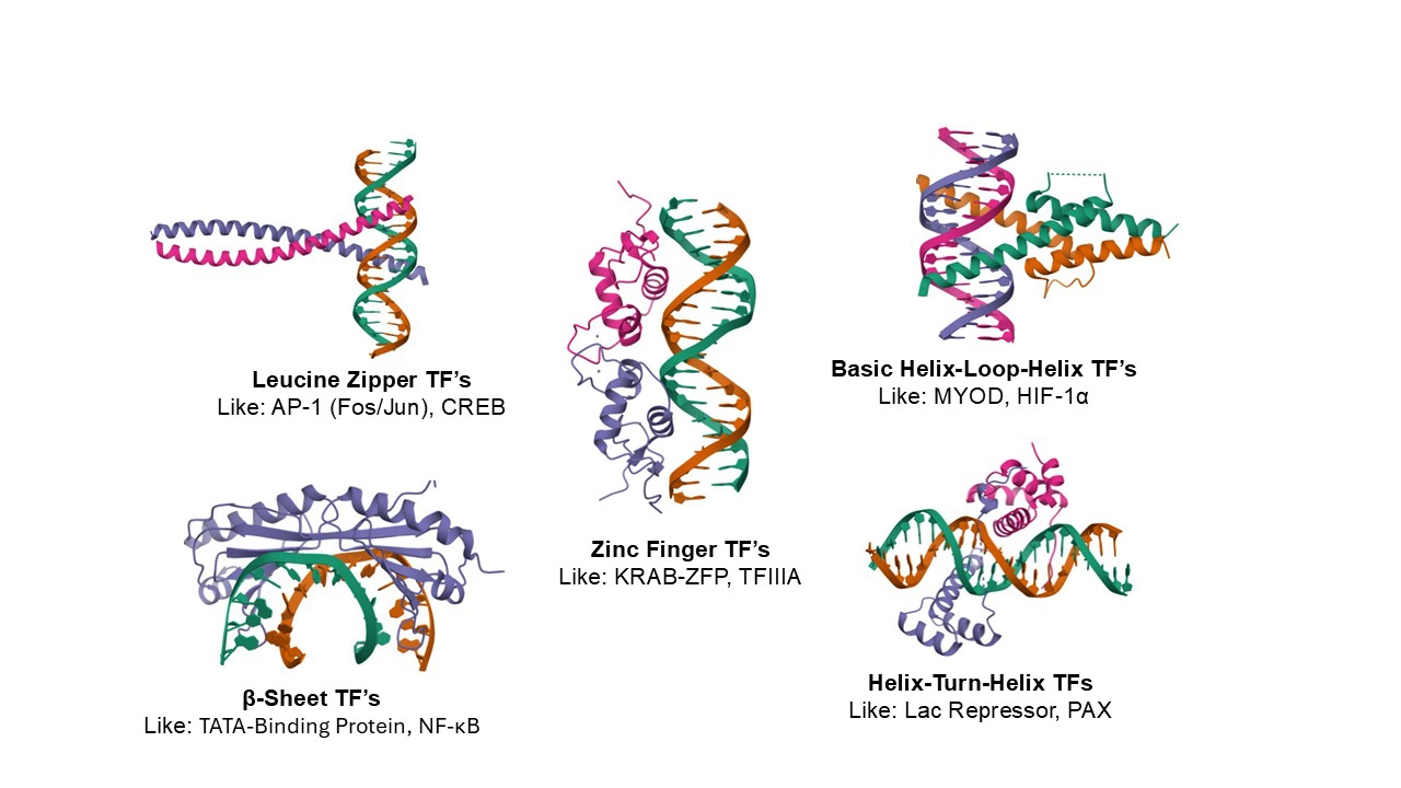 What are Transcription factors? - GeneXplain GmbH